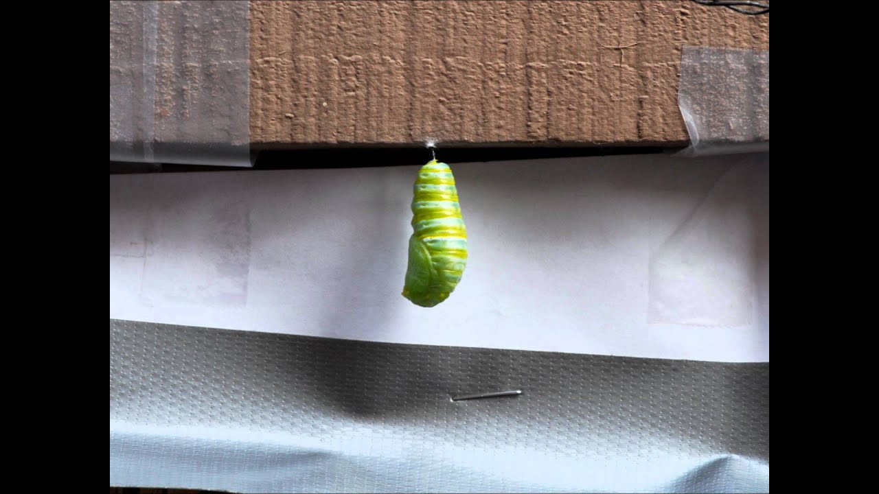 Monarch caterpillar going from J shape to chrysalis - YouTube