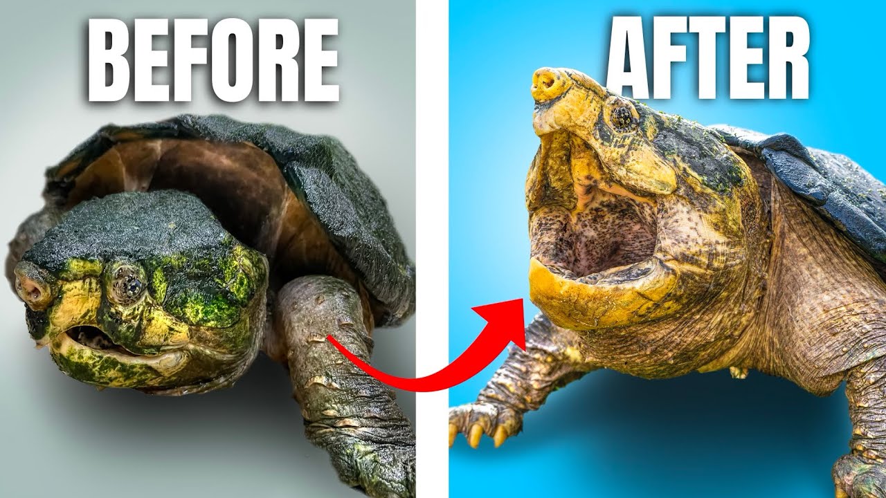 USA’s Biggest Freshwater Turtle Species Rehabilitates at Garden State ...