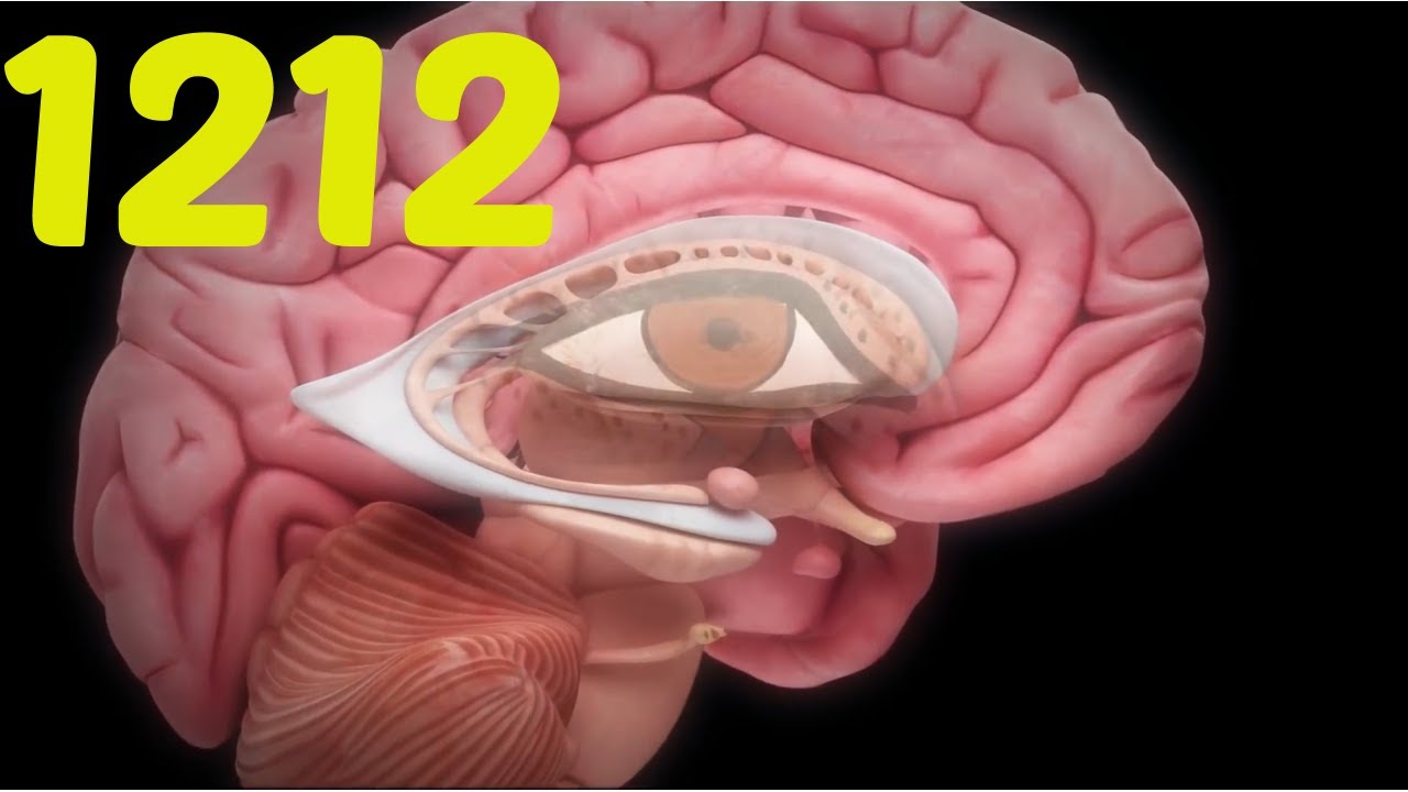 Why are you seeing 1212 all the time numerology & manifestation - YouTube