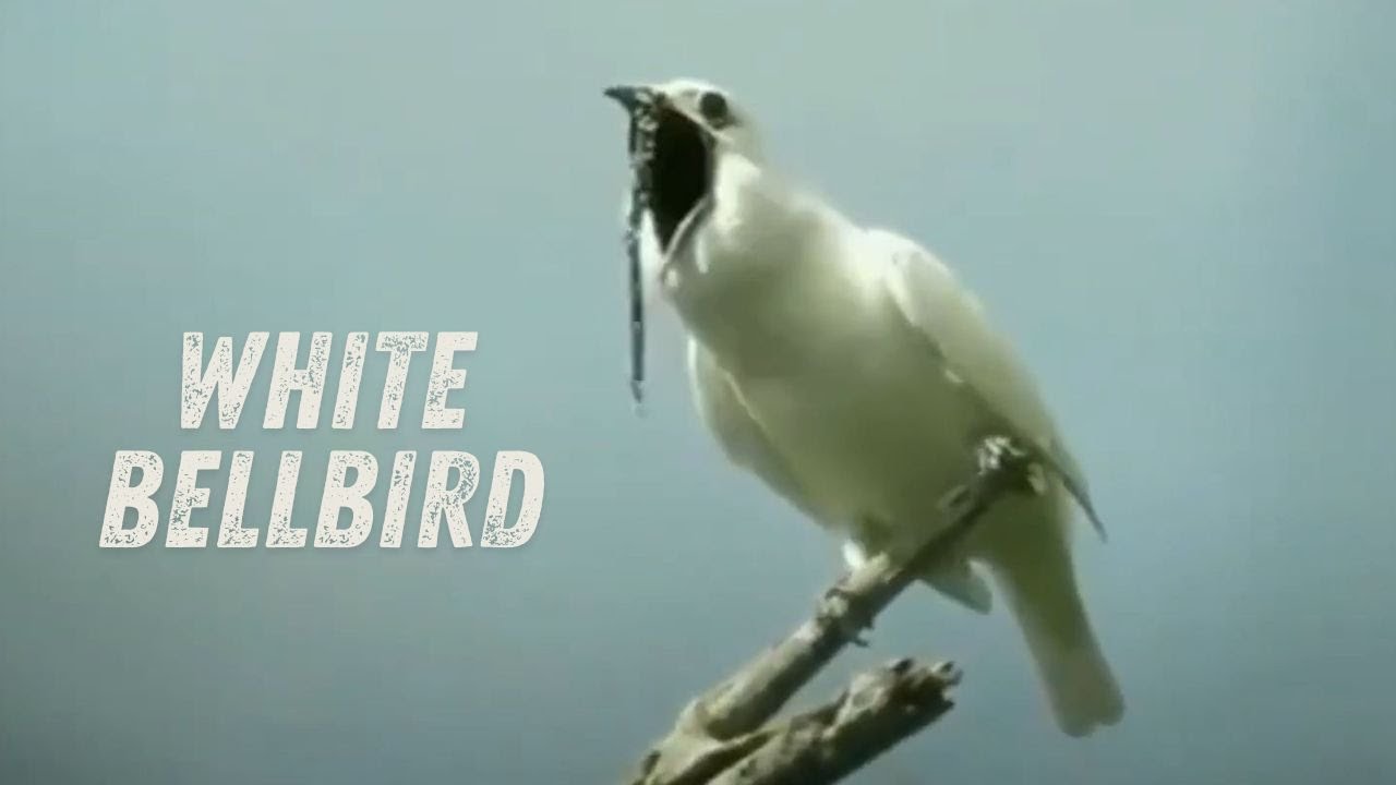 White bellbird call! The loudest bird in the world! - YouTube