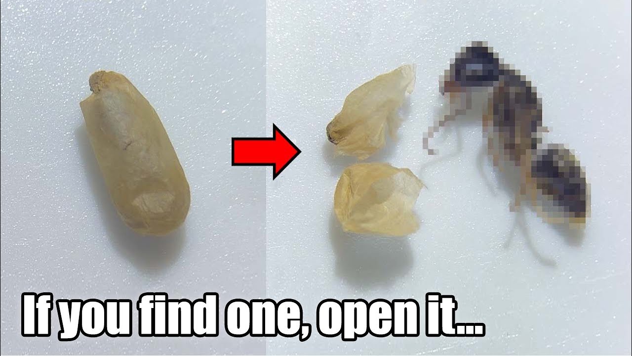 What’s Inside This Bag Full of Ants? [Shocking Discovery] - YouTube