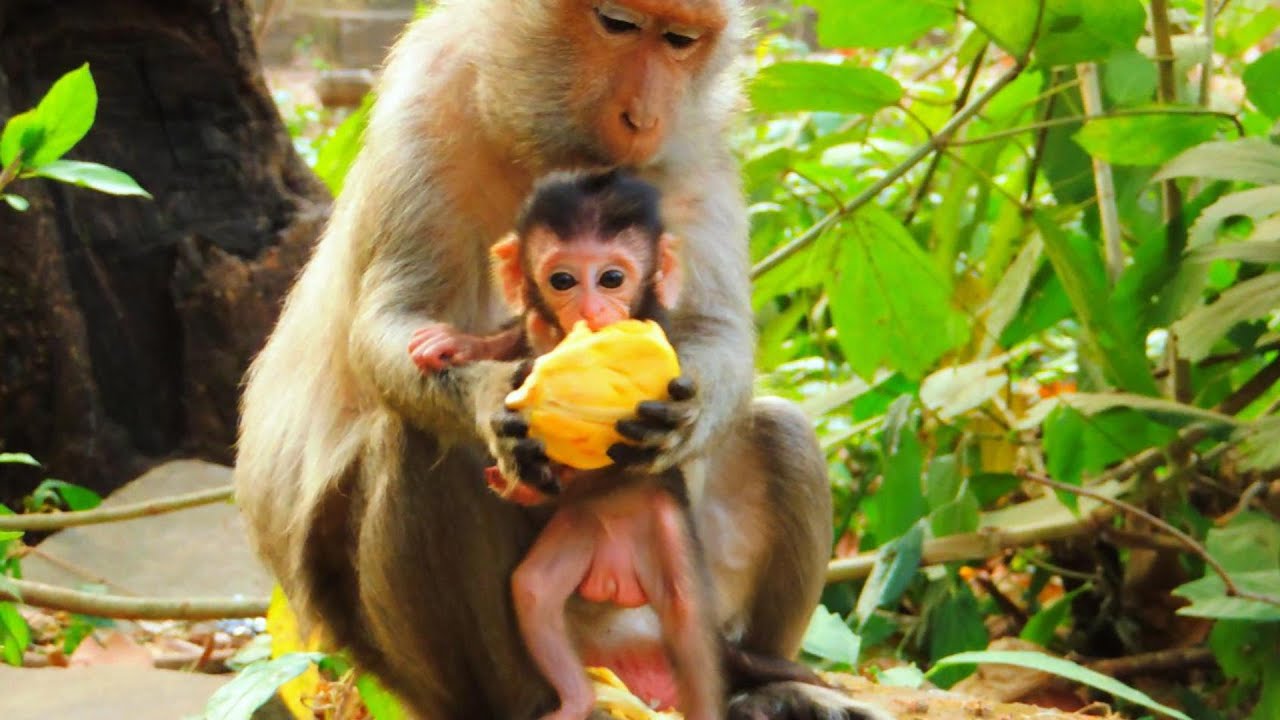 Little Baby Monkey is so hungry that he tries to grab Mommy's food ...