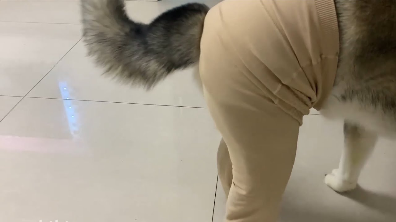 A siberian husky wearing a trousers keeps spinning - YouTube