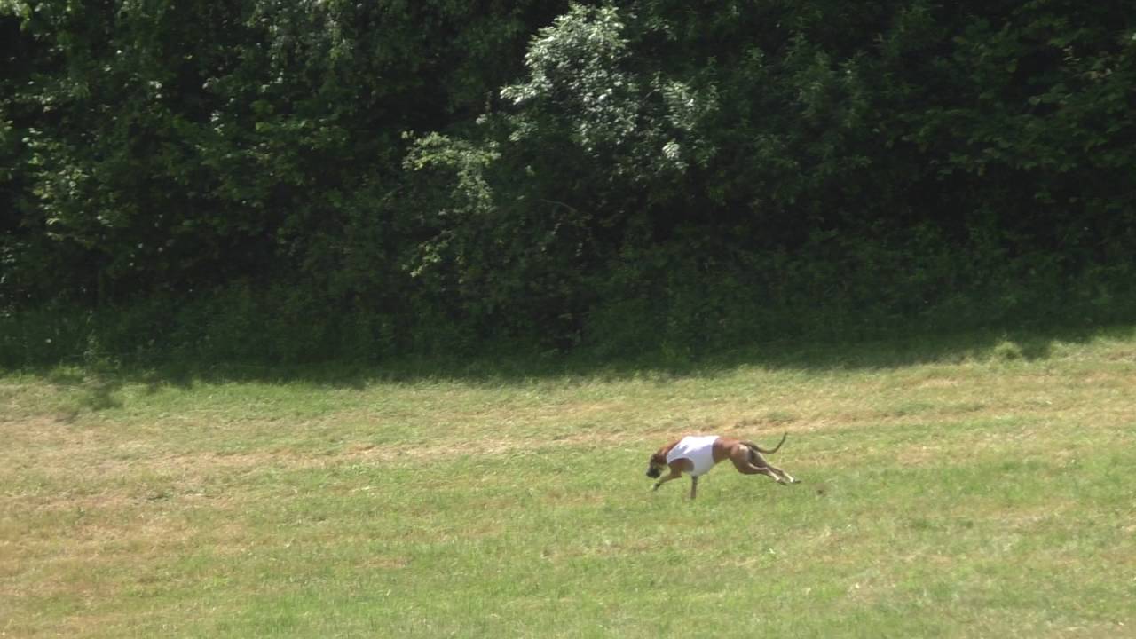 Coursing EM Velke Pole 19. Juni - YouTube