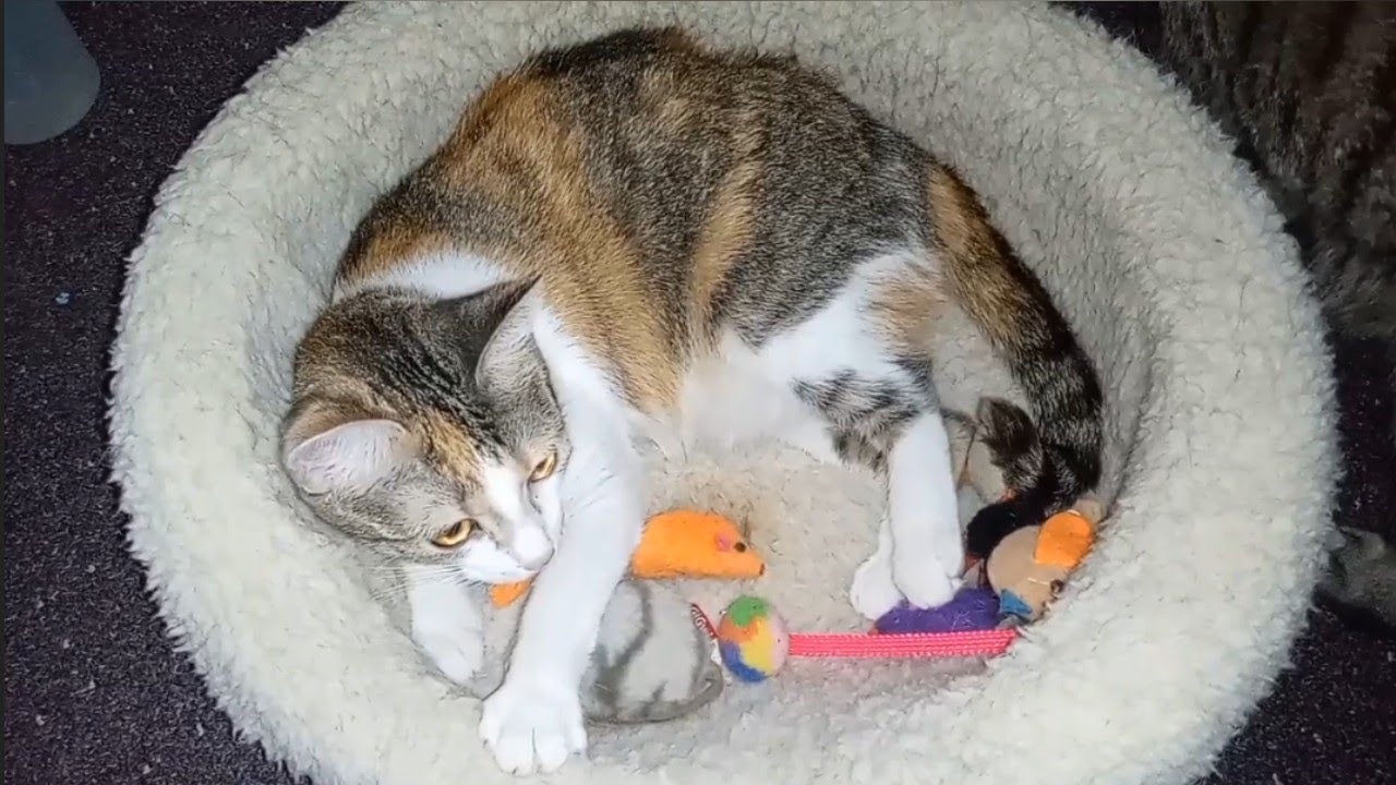 Cat Getting Ready For Bed Youtube