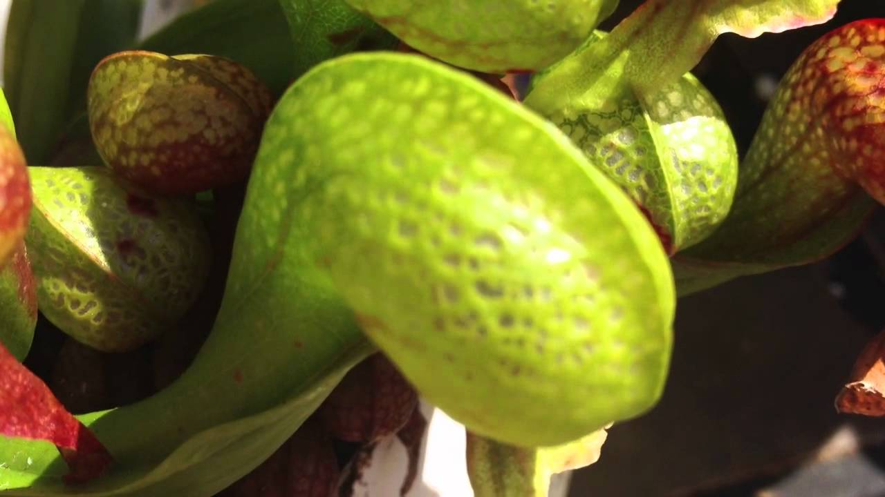 Cobra Lily Plant Eating