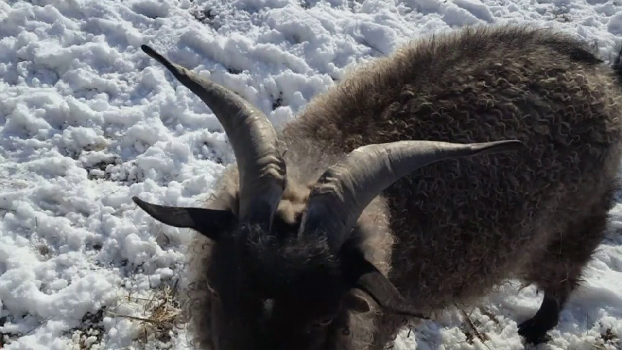 Мои козлики - YouTube