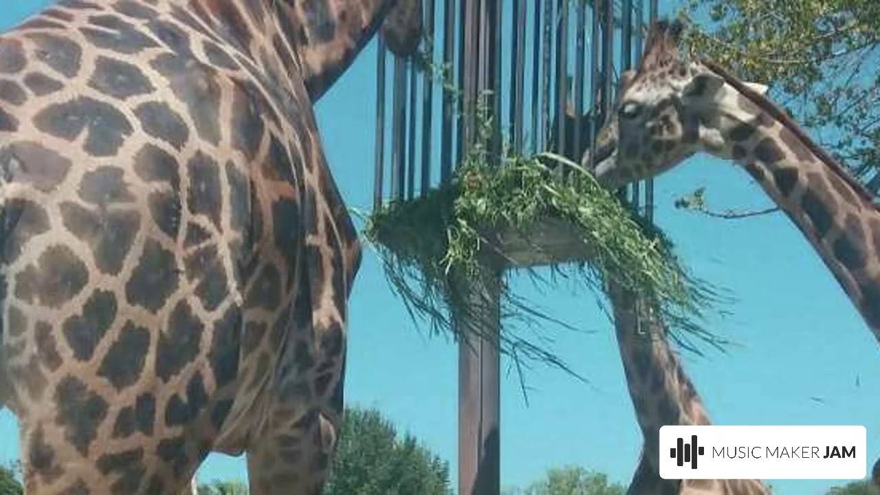 Giraffe song - YouTube