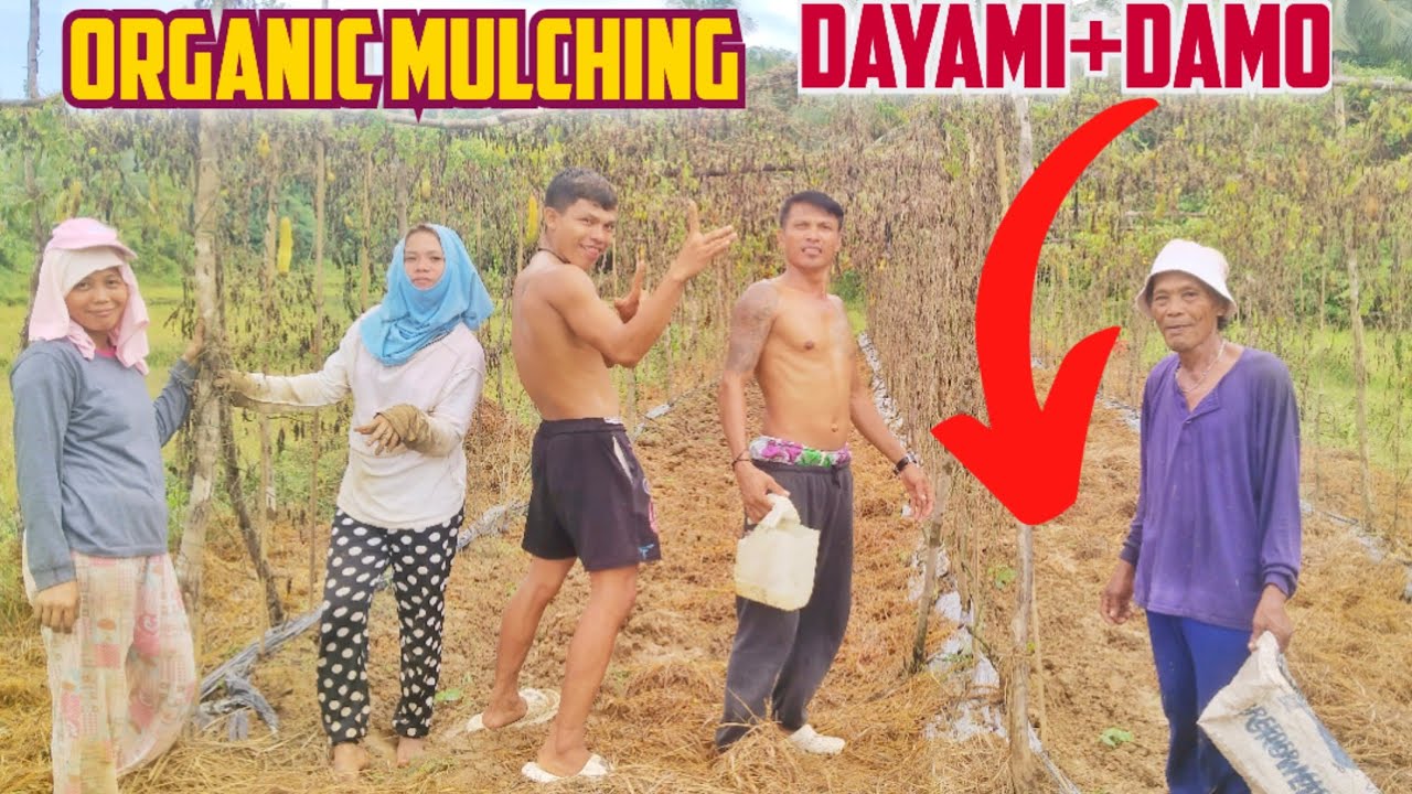 Paano Ko Ginawang Organic Mulching at Abono ang Dayami at Damo ...