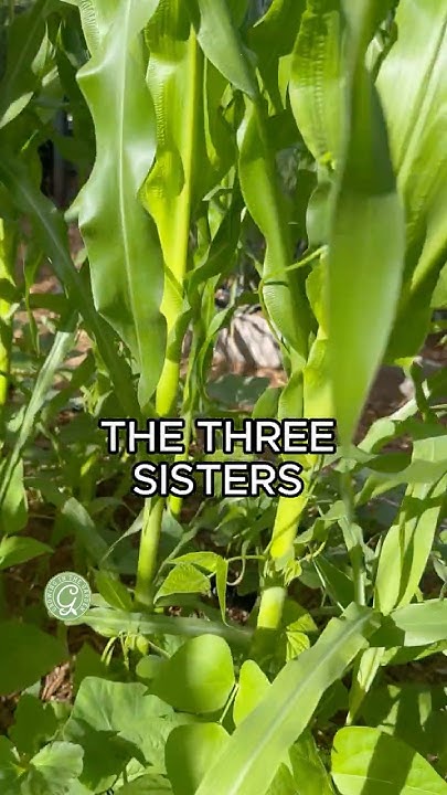 Three Sisters: Corn, Beans, & Squash - YouTube