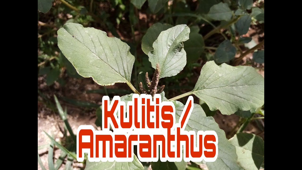 #KULITIS #Amaranthus KULITIS | AMARANTHUS - YouTube