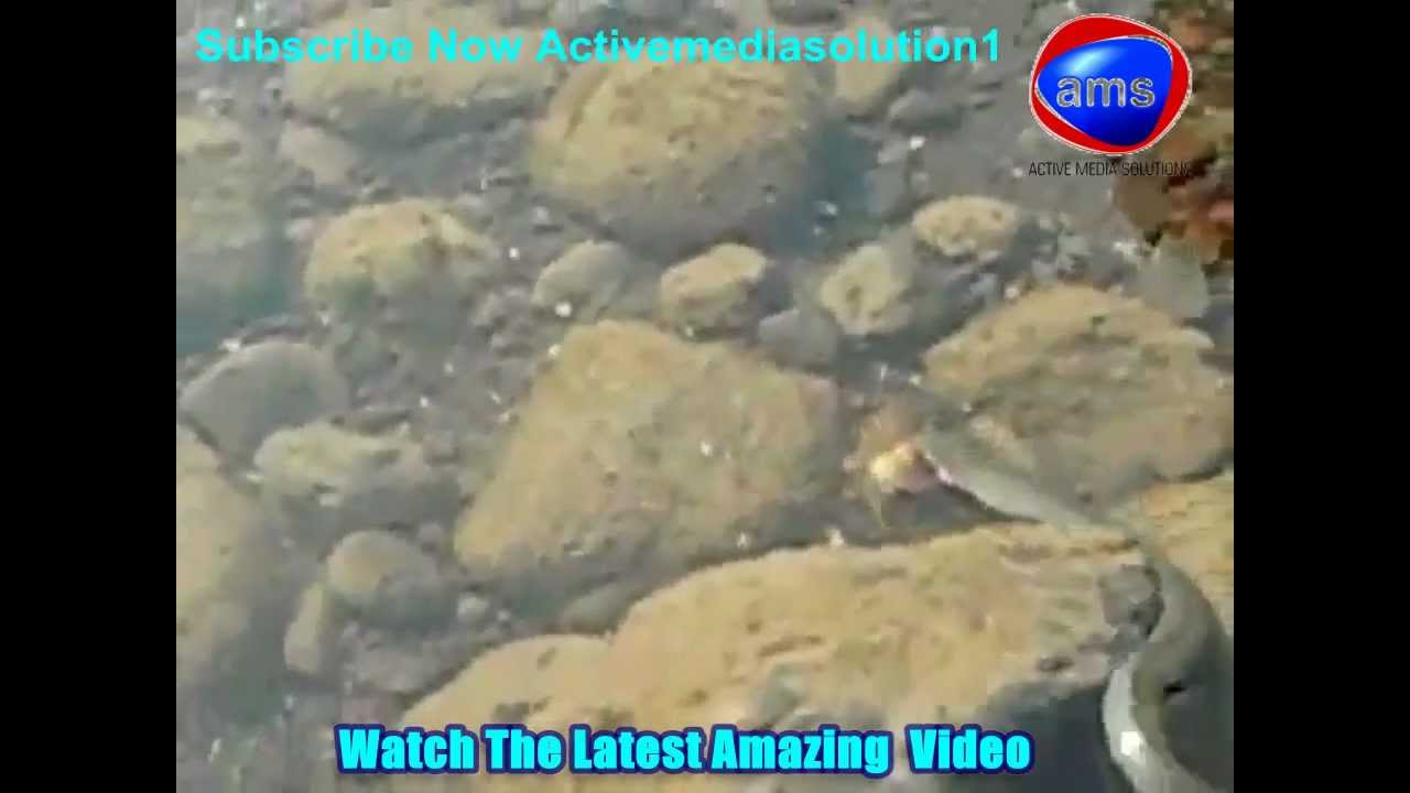 Snake Vs Crab Fight Must Watch - YouTube