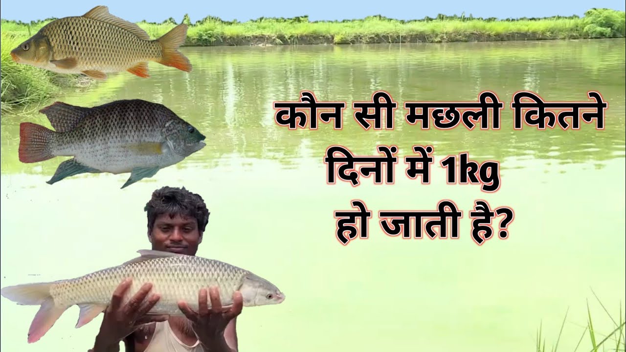 कौन सी मछली कितने दिन 1kg हो जाती है|Which fish becomes 1kg in how many ...