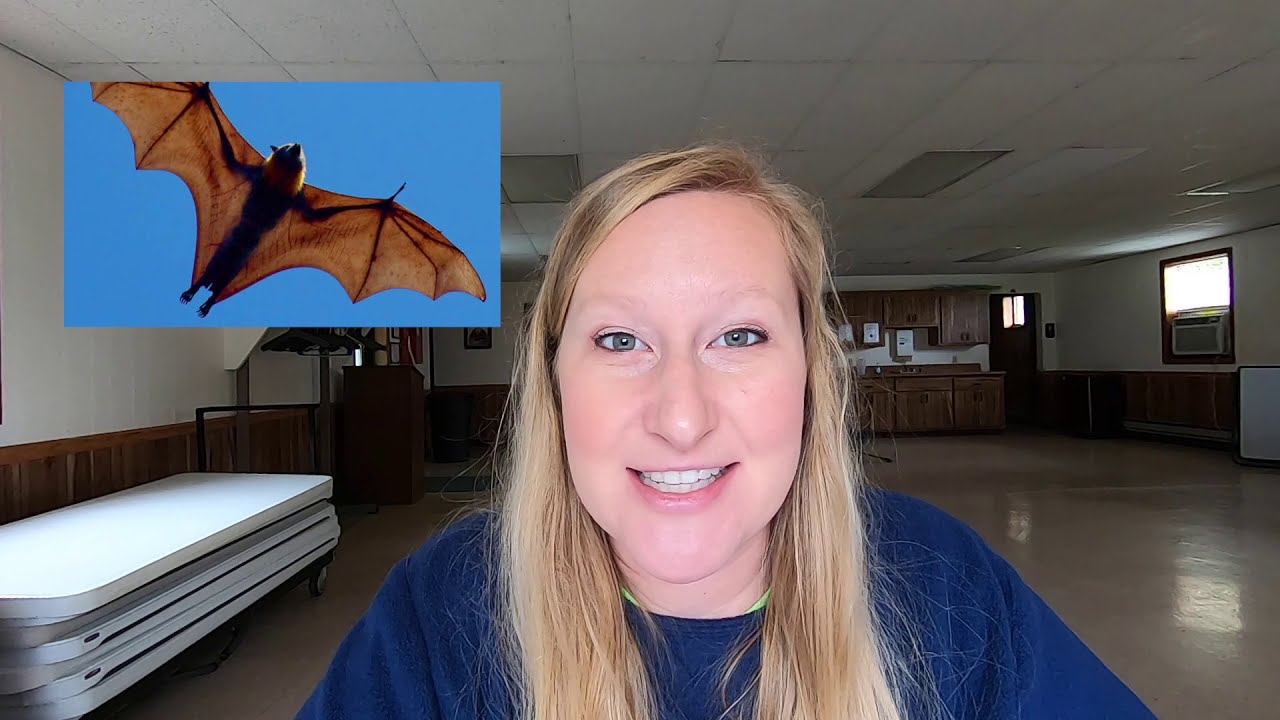Nature School - Bats - YouTube