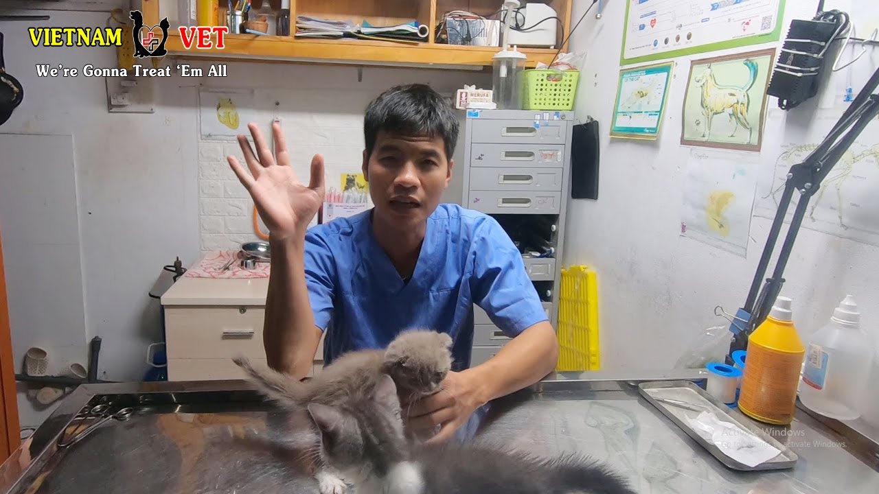 A Day of A Veterinarian – What a Vet do everyday for pets - YouTube