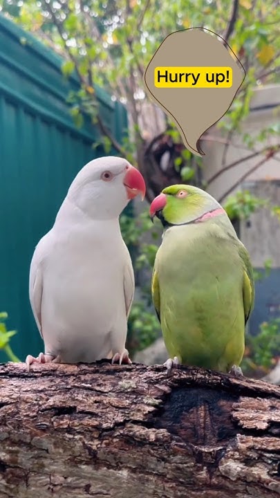 Adorable Parrot Couple’s Funny Conversation – Asking for a Back Scratch ...