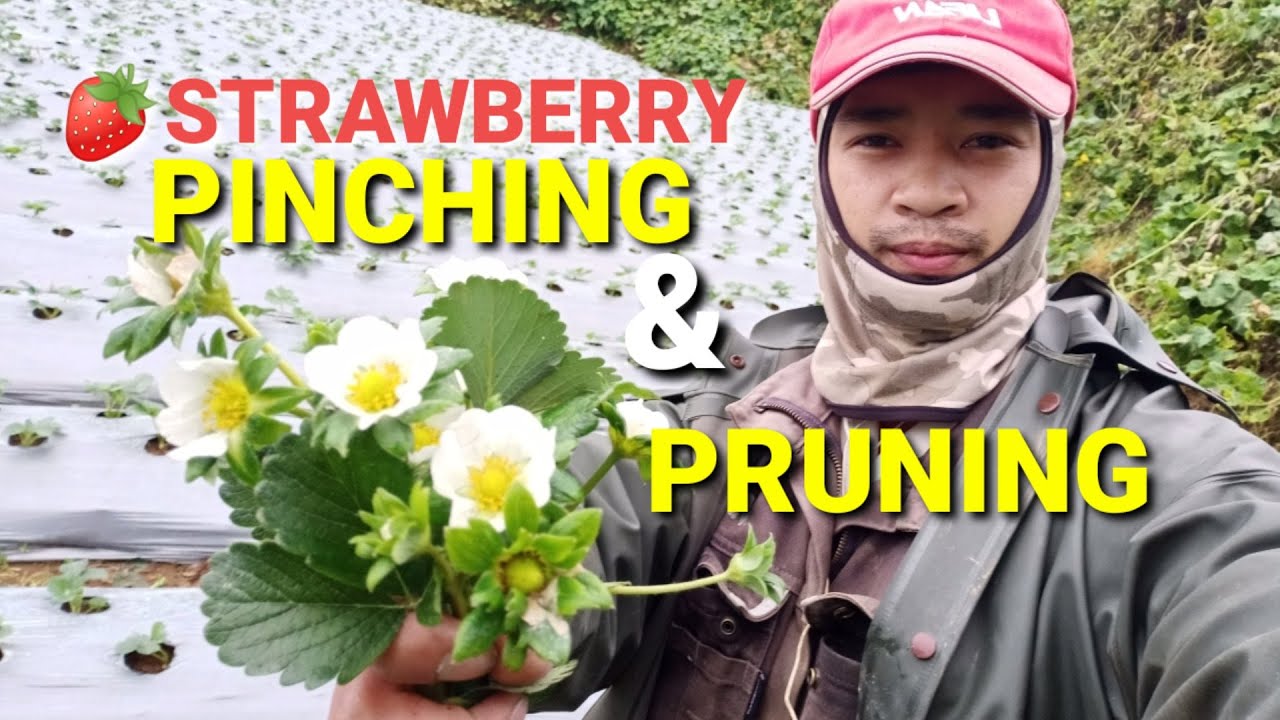 Why Pinch Strawberry Flowers? - YouTube