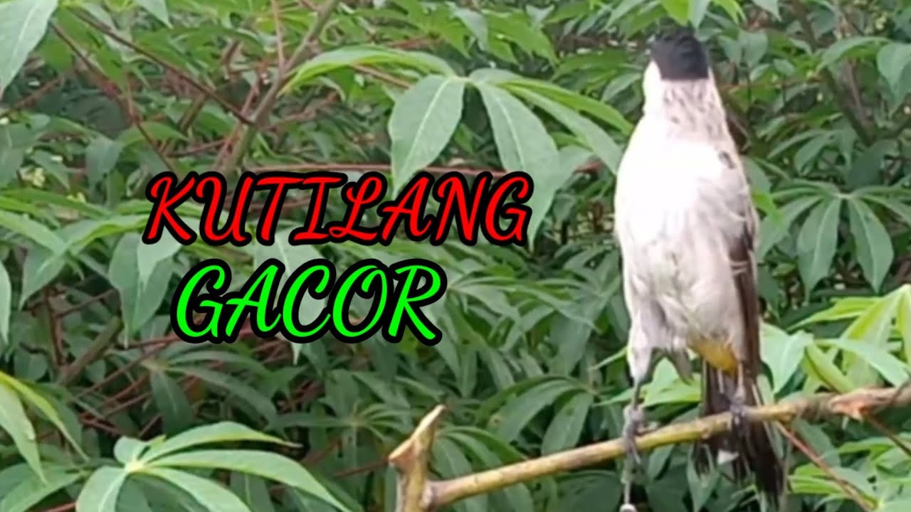 Suara burung kutilang gacor memanggil lawan di pekarangan rumah - YouTube