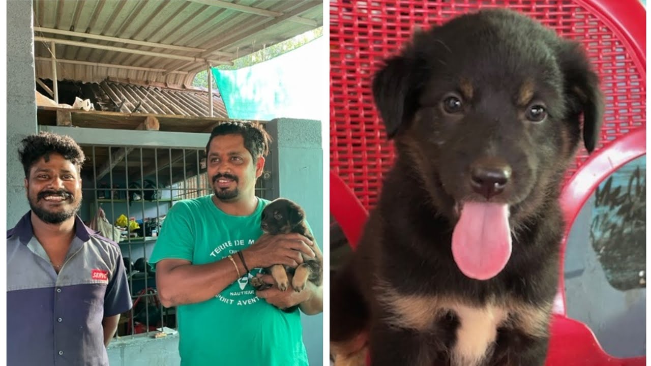 Special Gift from subscriber to Dinesh Anna German Shepherd Dog🐕🐕🐕🥰 ...