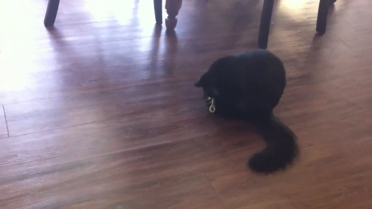 Cat winding her toy - YouTube