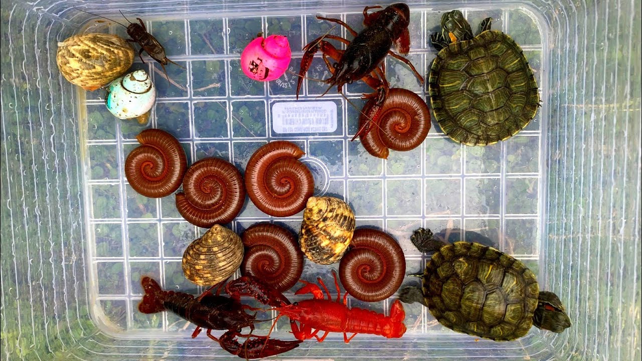 Catching Cute Sea Animals! Hermit Crab, Snail, Lobster, Hedgehogs ...