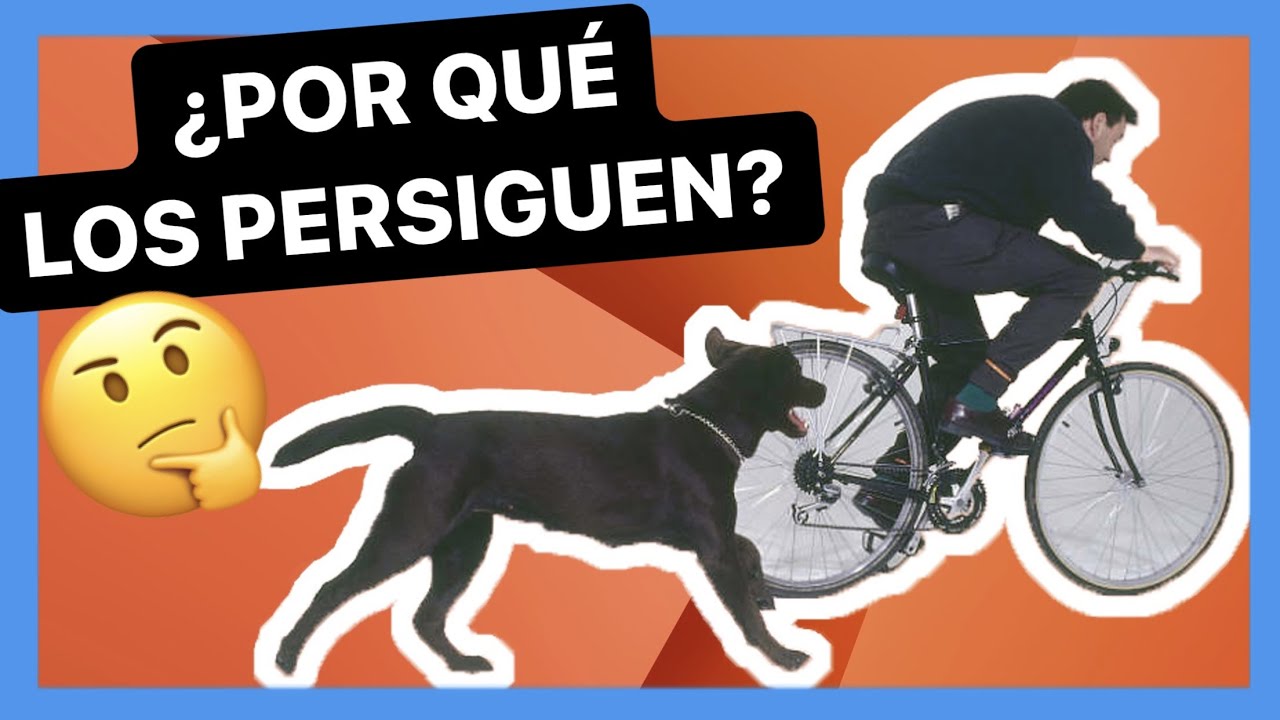 ¿Sabes POR QUÉ tu PERRO PERSIGUE VEHÍCULOS? 🚴 [Bicicletas, motos, etc ...