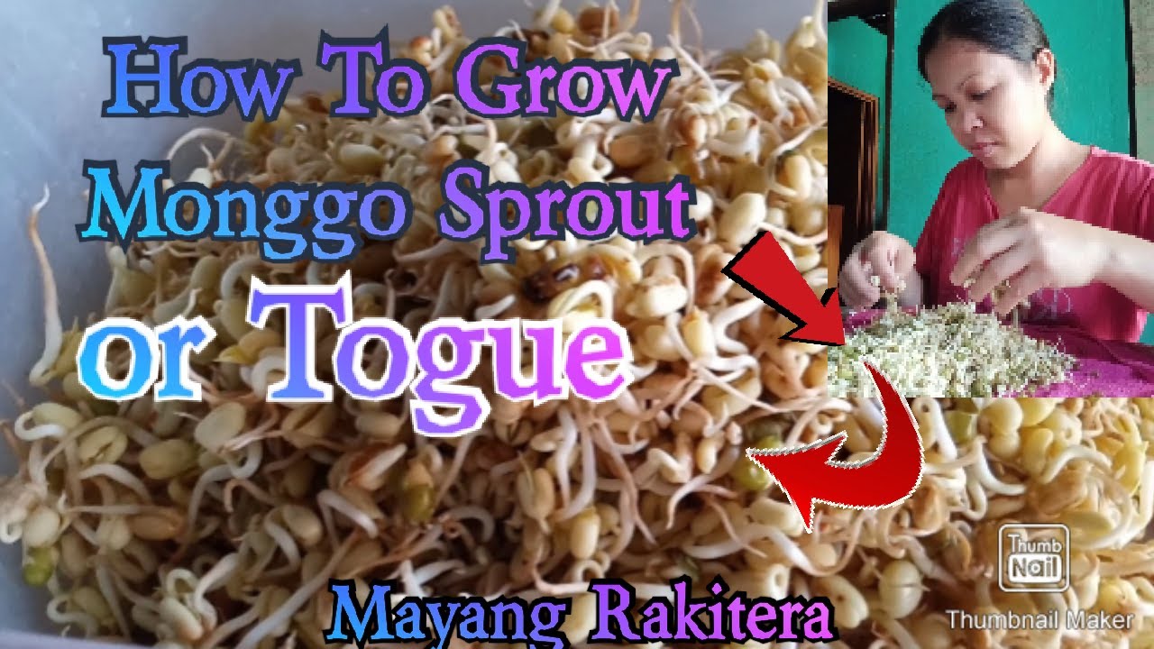 How To Grow Monggo Sprout or Togue/Tipid Tips - YouTube
