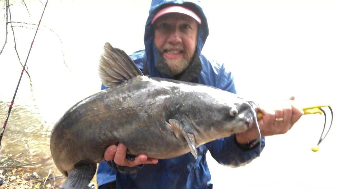 Fall Catawba River Catfish...in the rain! - YouTube