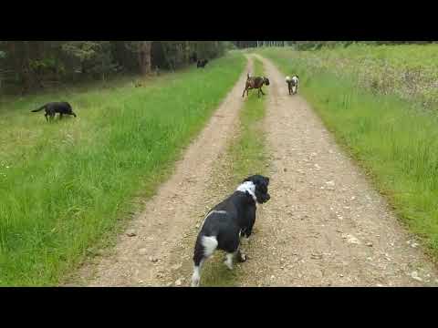 Fri 19th May, somewhere around Lynford Stag. - YouTube