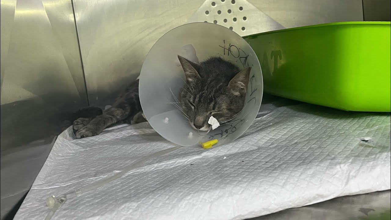 Así fue nuestra semana!! Casi perdemos para siempre a nuestra Gatica ☹️ ...