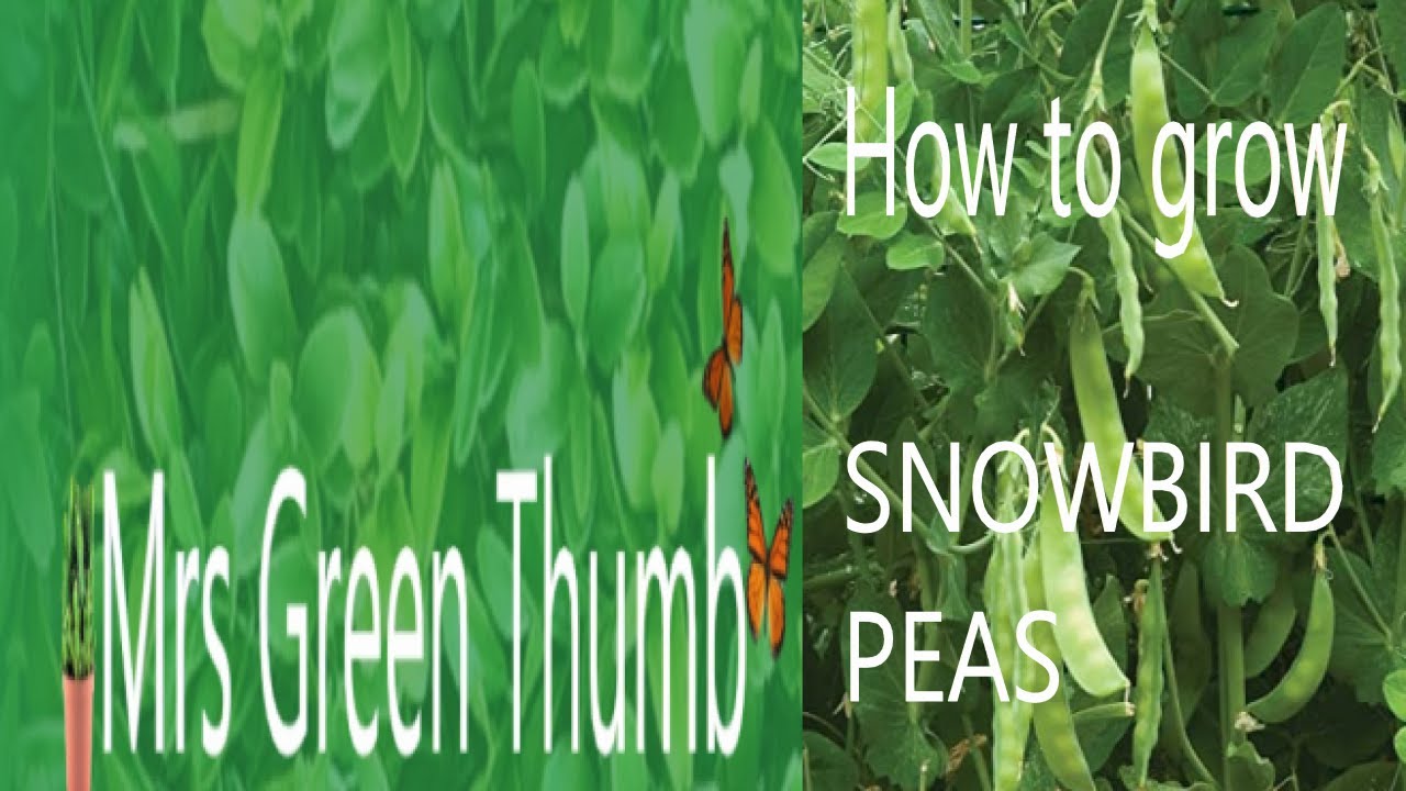 How to grow Snowbird Peas #snowpeas #organic #mrsgreenthumb - YouTube