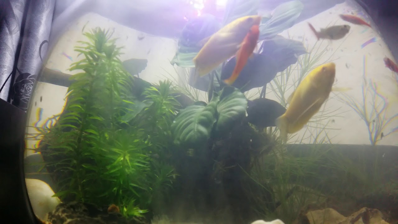 Aquarium - YouTube