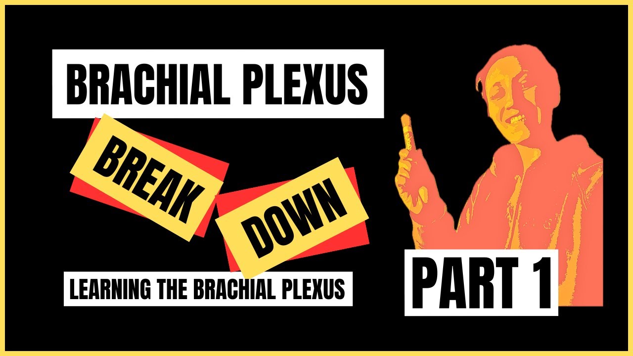 Brachial Plexus Breakdown: Learning the Brachial Plexus (Part 1/3) - YouTube
