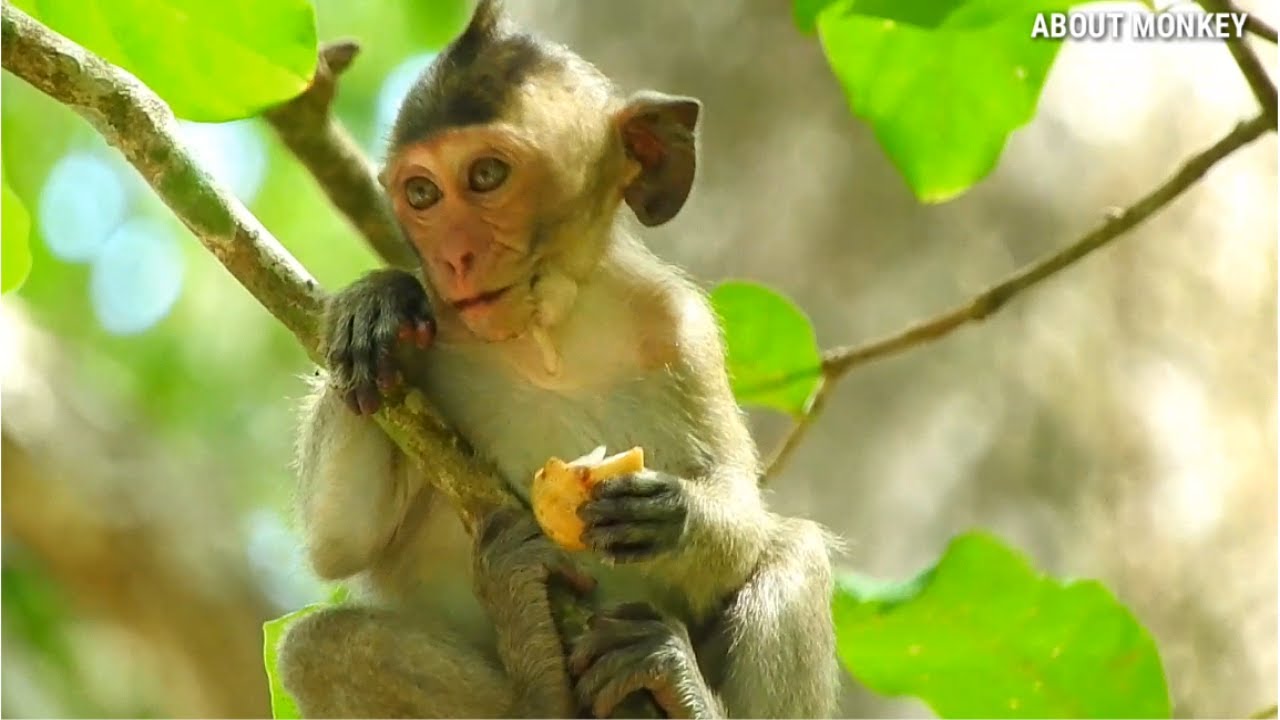 Poor Baby Monkey Dustin Happy Playing And Eating With The Same Age ...