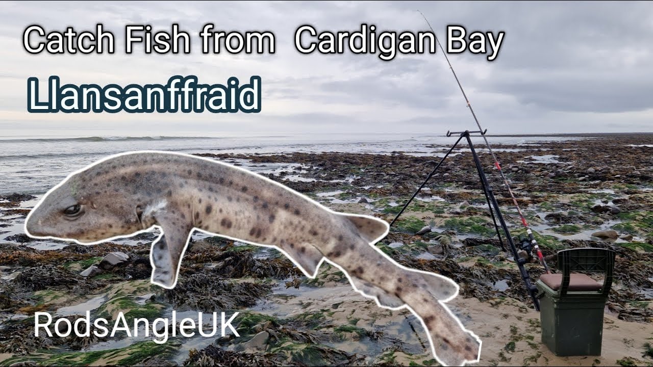 Catch Fish from Cardigan Bay: LLANSANFFRAID - YouTube