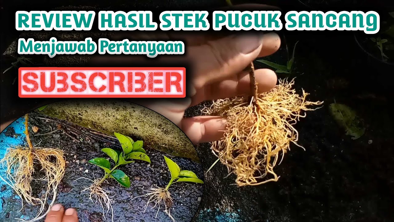 REVIEW HASIL STEK PUCUK SANCANG DAN TEKNIK PEMROGRAMANNYA - YouTube