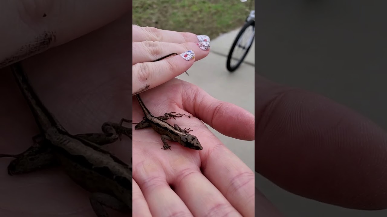 Lizard Hunter The Black and White Anole Catch in Winter. - YouTube