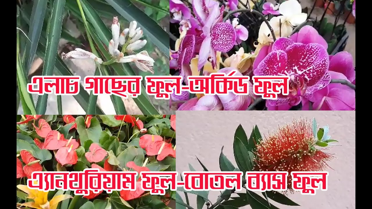 ALACH GACH O FLOWER, ORCHID FLOWER, BOTTLE BRUSH, JOBA GACH, GHANDA ...