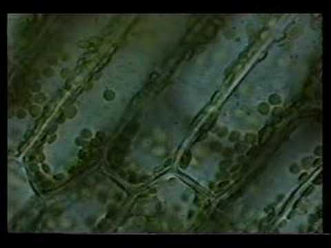 Elodea Cyclosis (1-32 sec.) and Plasmolysis (33-101 sec.) - YouTube