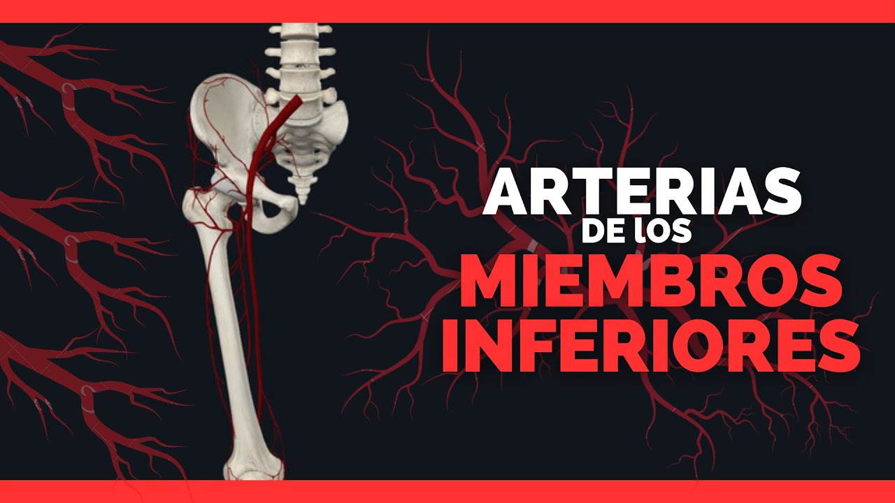 ARTERIAS DEL MIEMBRO INFERIOR | FEMUR, TIBIA Y PERONE | Anatomia en ...