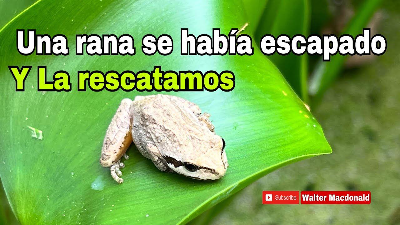 Rescate de una rana/ 8-16-2023/ #macdonald - YouTube