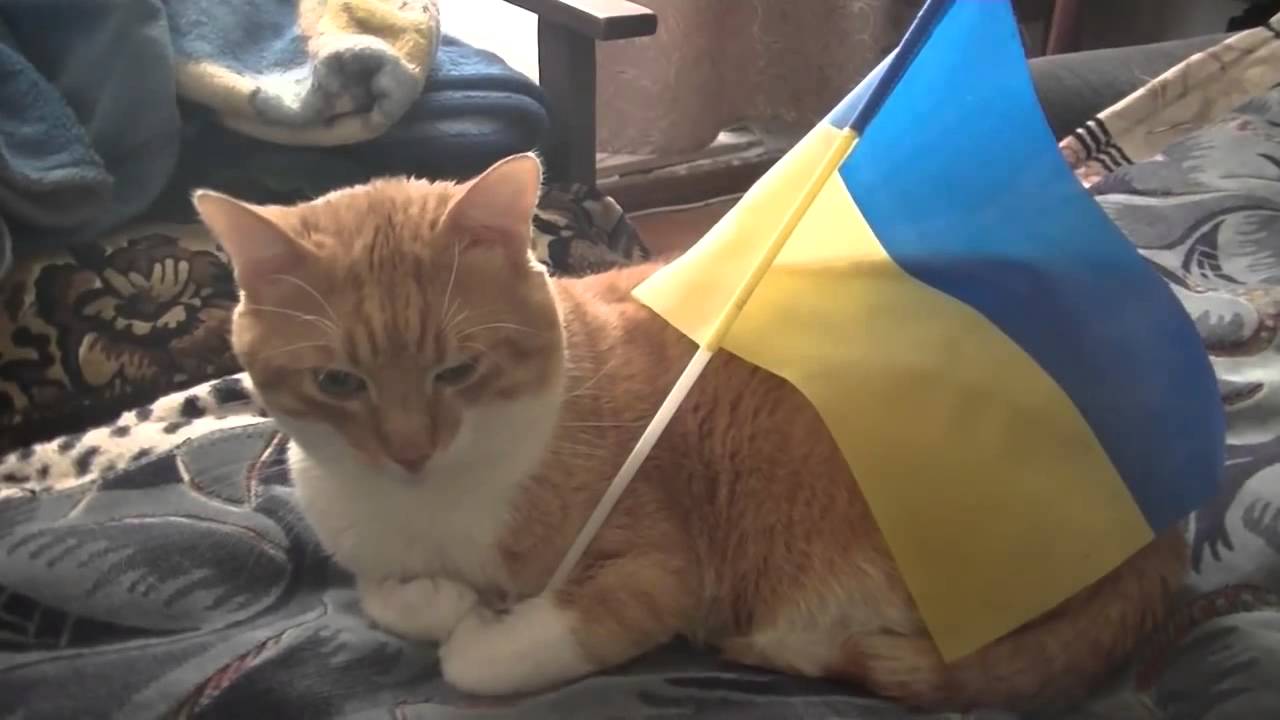 Cat Ukrainian patriot - YouTube