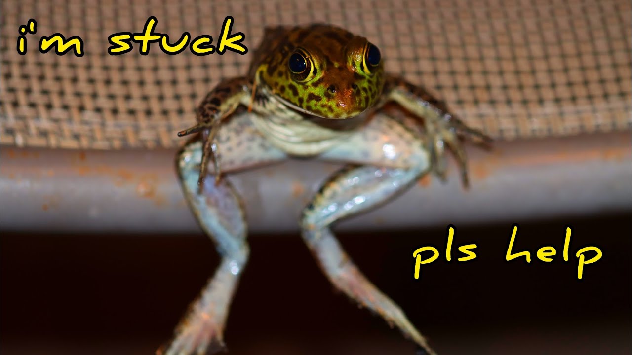 Top 5 Frog - YouTube