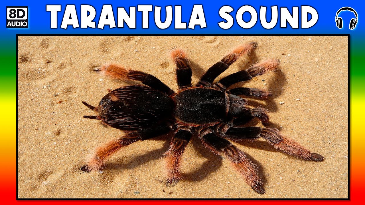 🕷 TARANTULA SOUND - TARANTULA SOUND EFFECT - SOUND OF TARANTULA - NOISE ...