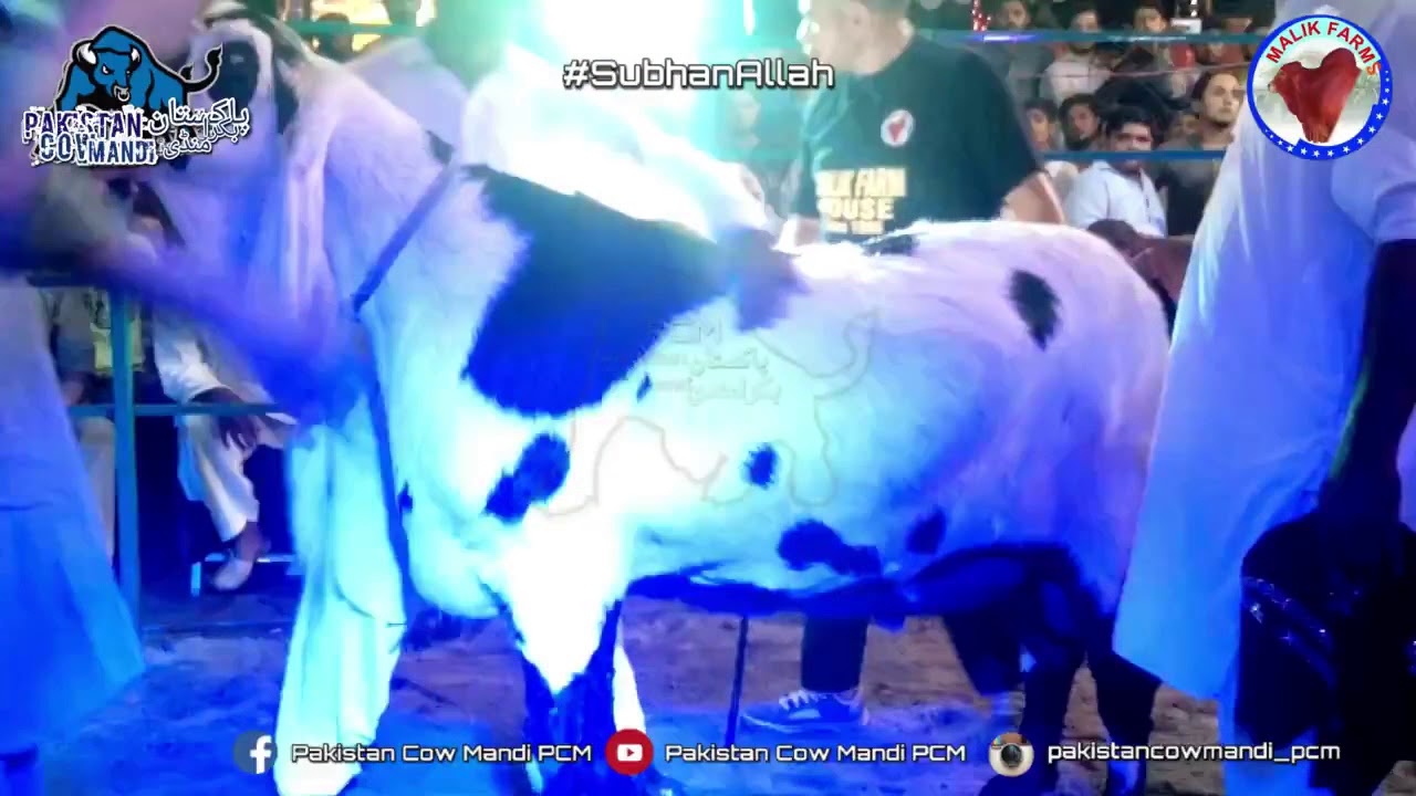 1st Winner || Faisalabad Bakra Show|| At Malik Farm House || Catwalk ...