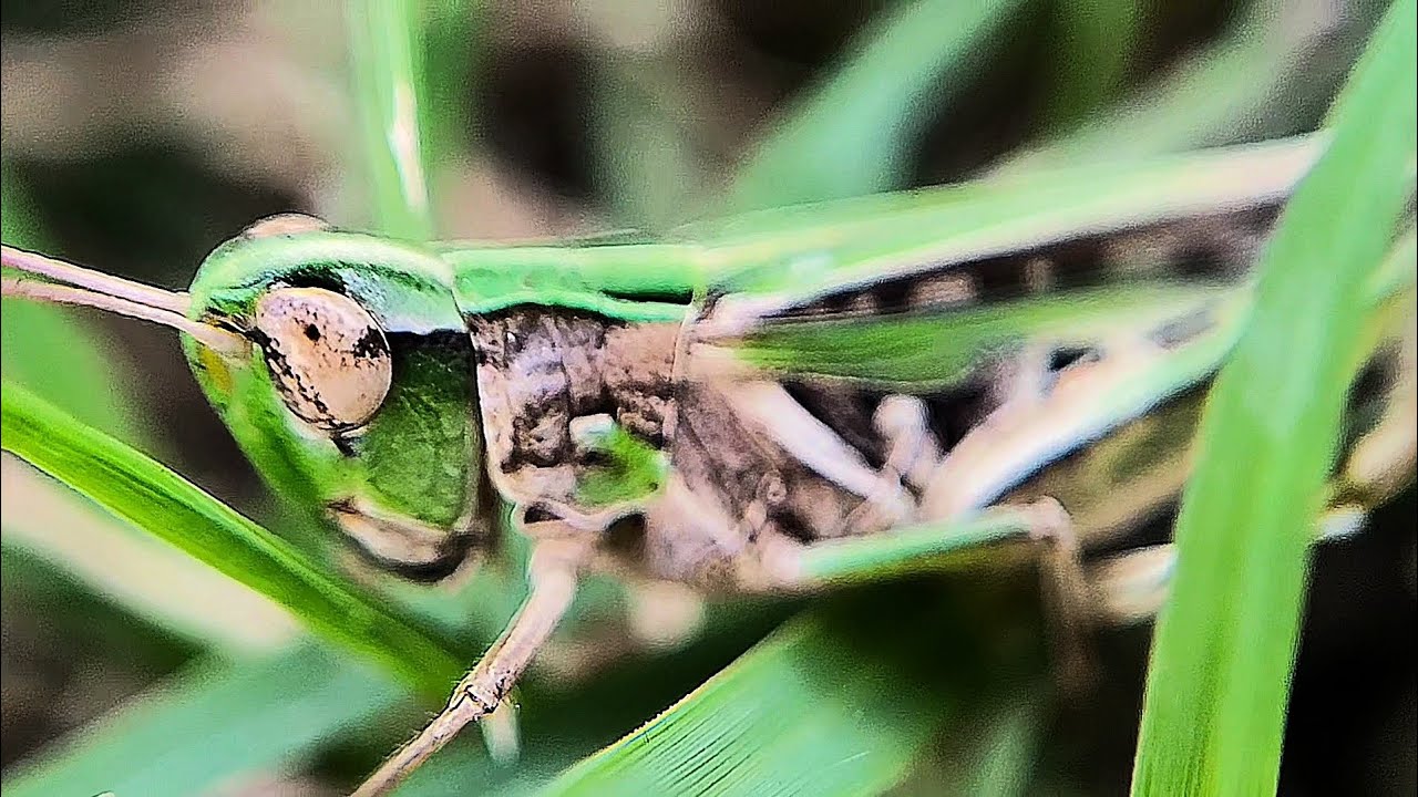 Macro Photography Video Of Grasshoppers | Grasshopper | Backyard Nature ...