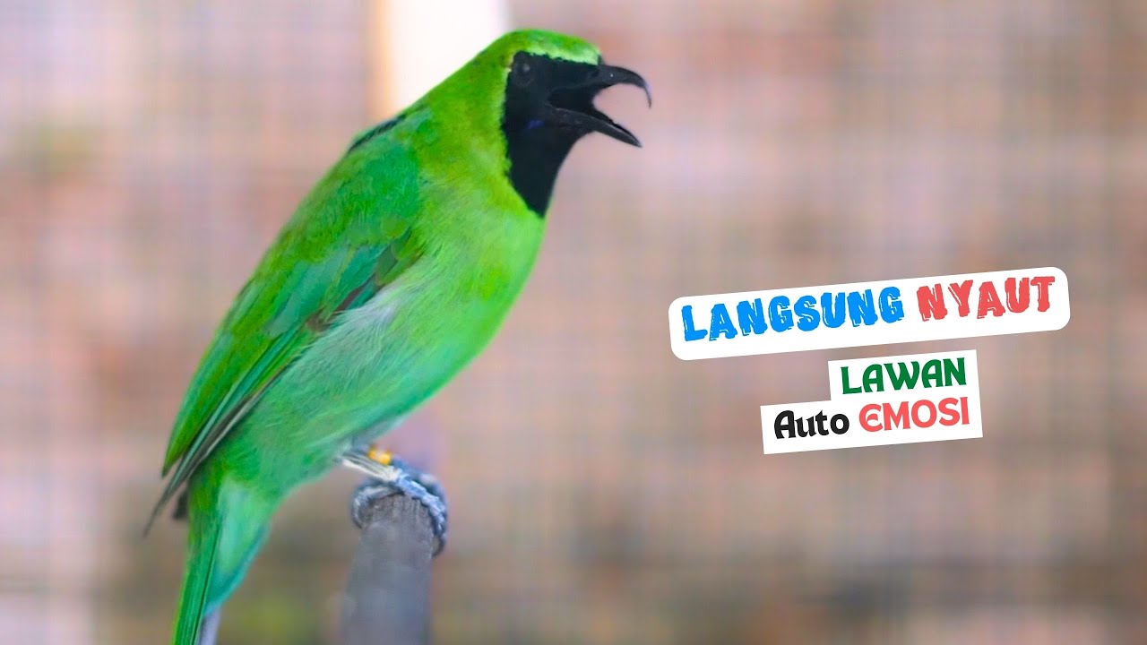 Cucak Ijo Gacor Full Isian! Cocok Buat Masteran Ijo Bahan dan Pancingan ...