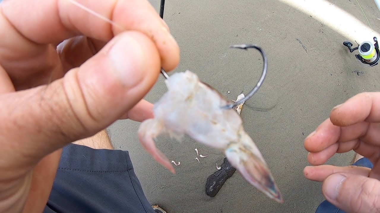 Fishing With Shrimp And Cut bait, Mississippi River - YouTube