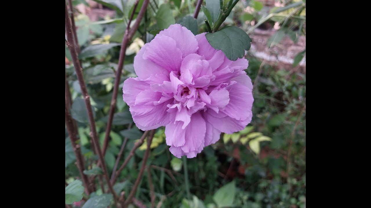 Hibiscus , Planting hibiscus , Hibiscus flowers , Different color of ...