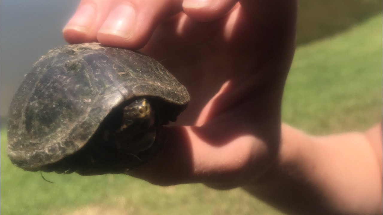 Catching Baby Turtles!!! (Plus Musk Rat) - YouTube